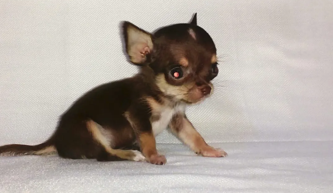 https://www.breednbreeder.com/